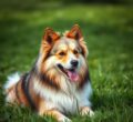 Kokoni Dog Breed [ FULL Guide + Pictures ]