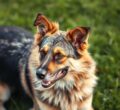 Mongrel Dog Breed [ FULL Guide + Pictures ]